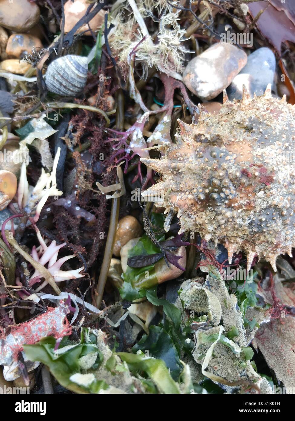 Seashore weed and shell Stock Photo - Alamy