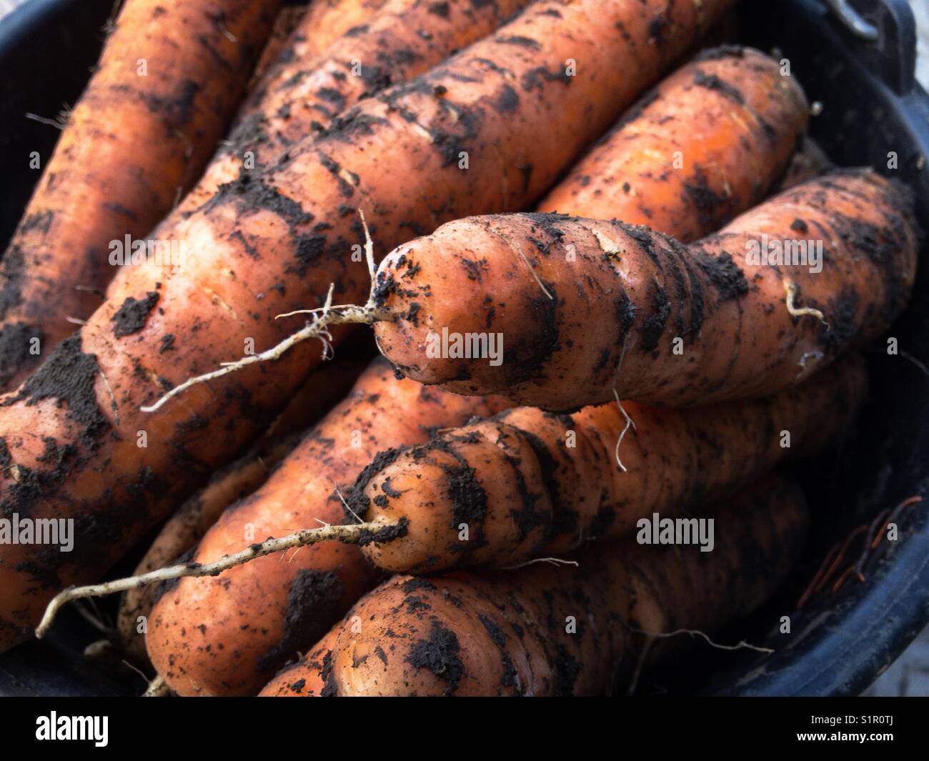 Carrots production hi-res stock photography and images - Alamy