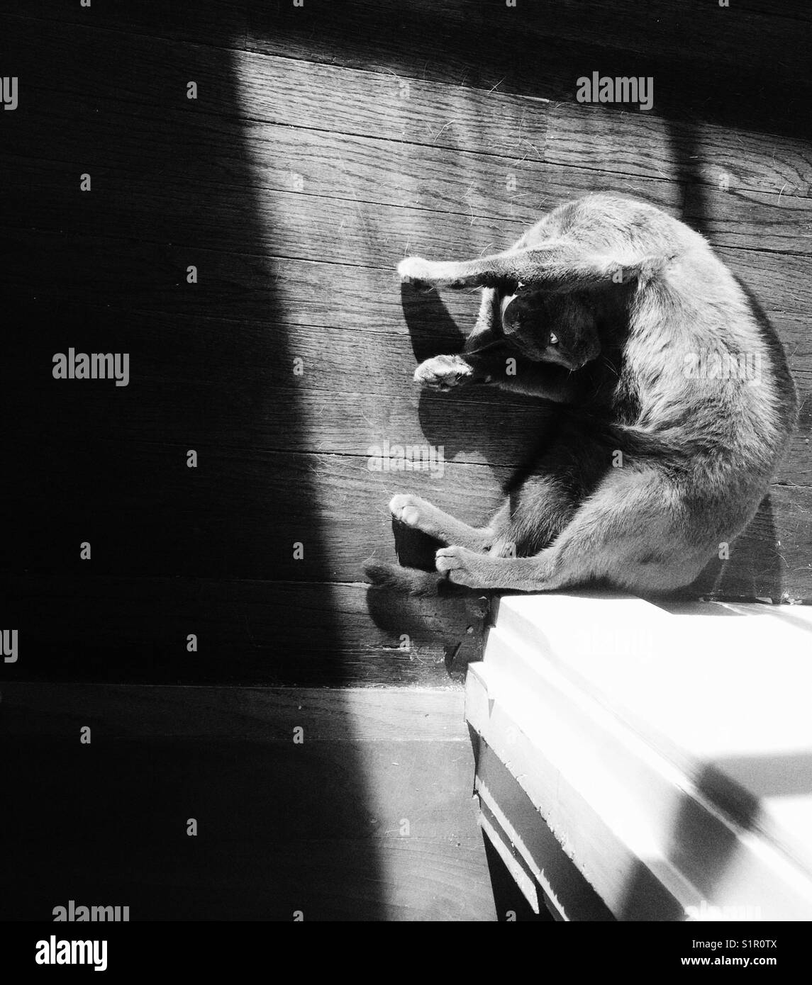 Kitten sun hi-res stock photography and images - Alamy