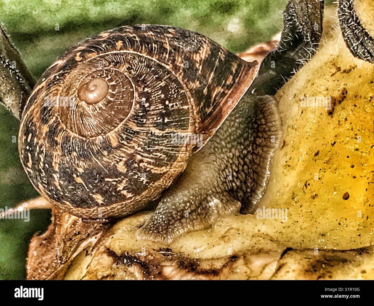 Garden snail after rain Stock Photo - Alamy