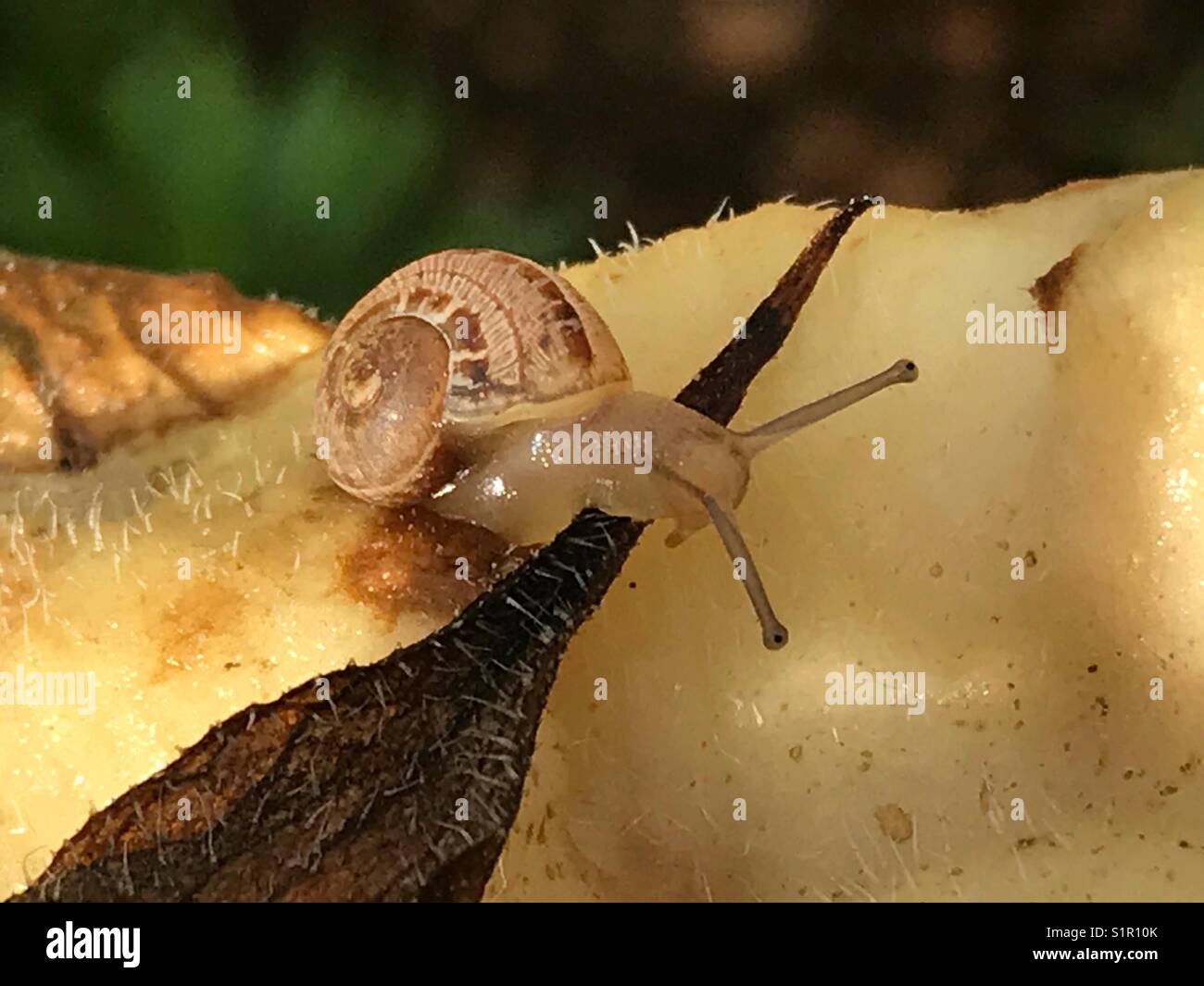 Garden snail, Helix aspersa Stock Photo - Alamy