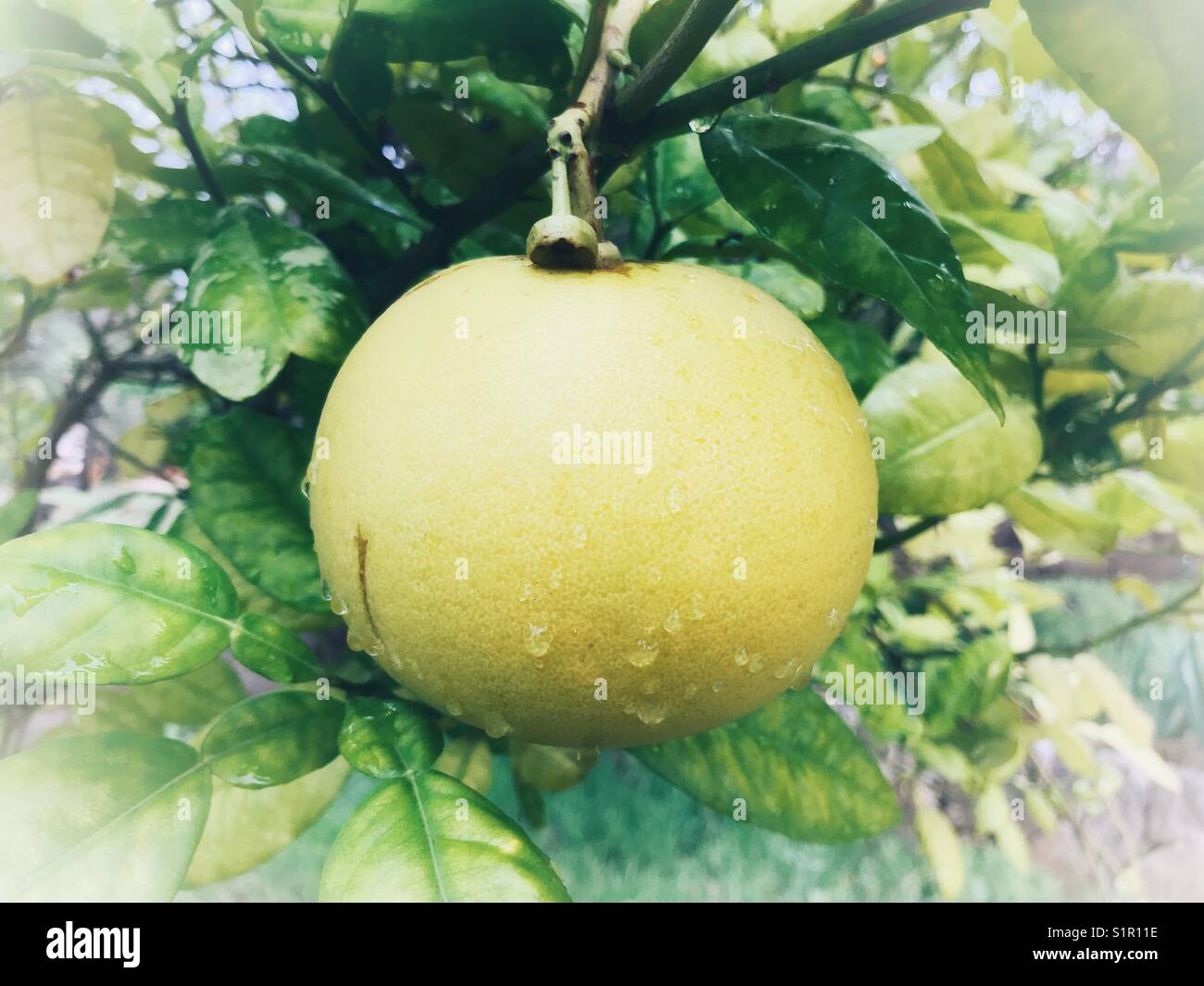 A pomelo, Citrus maxima, or Citrus grandis Stock Photo - Alamy