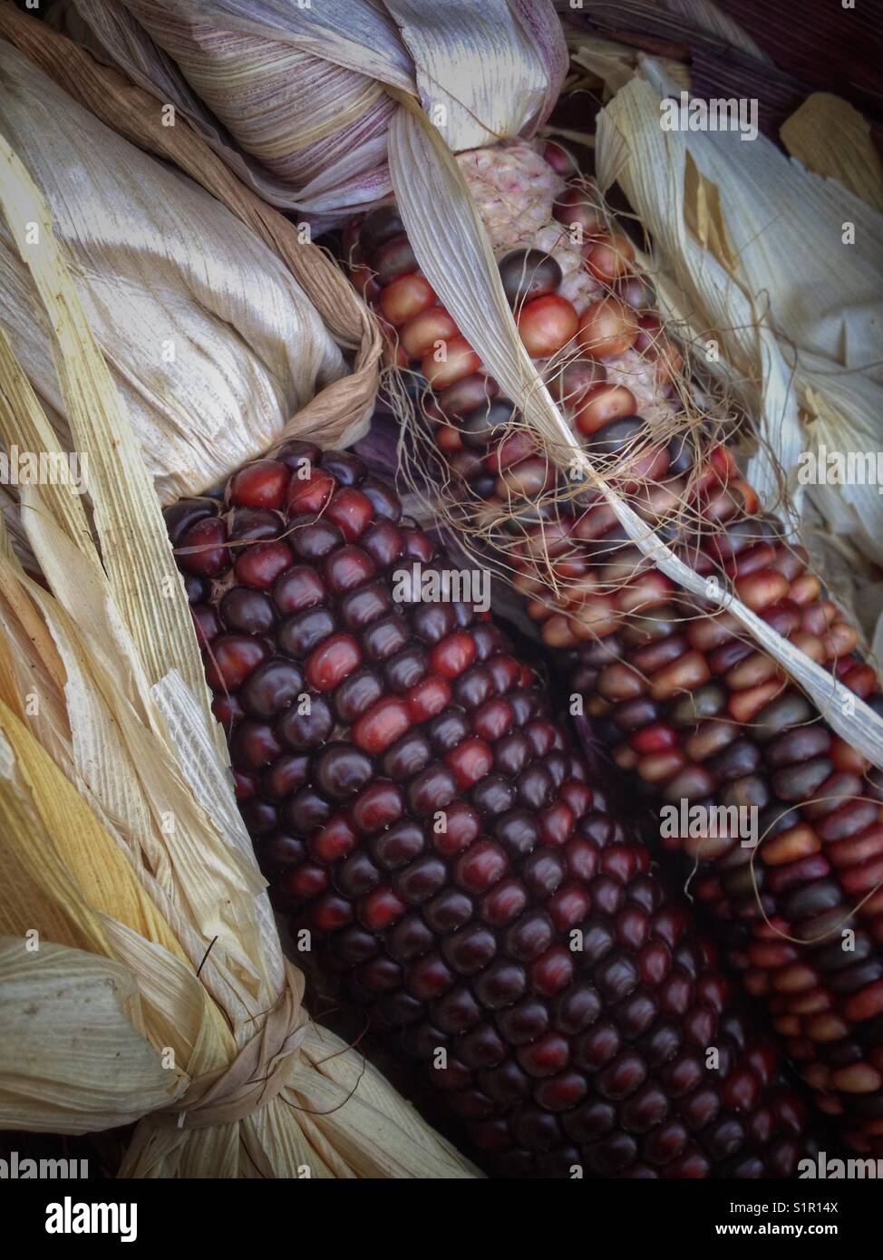 Indian corn husks hi-res stock photography and images - Alamy