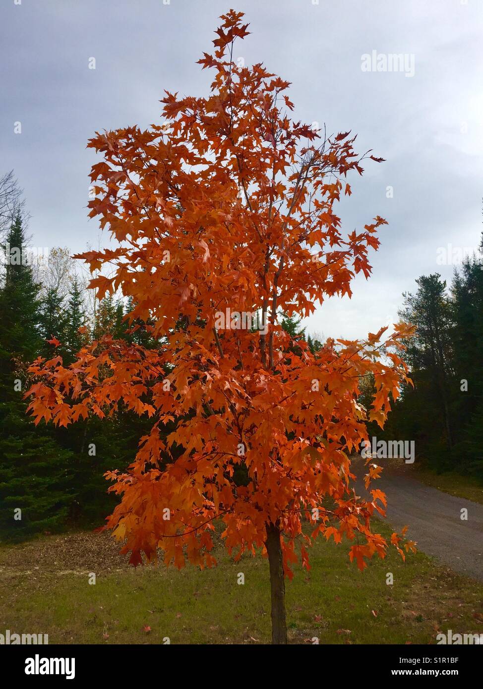 Burnt orange hi-res stock photography and images - Alamy