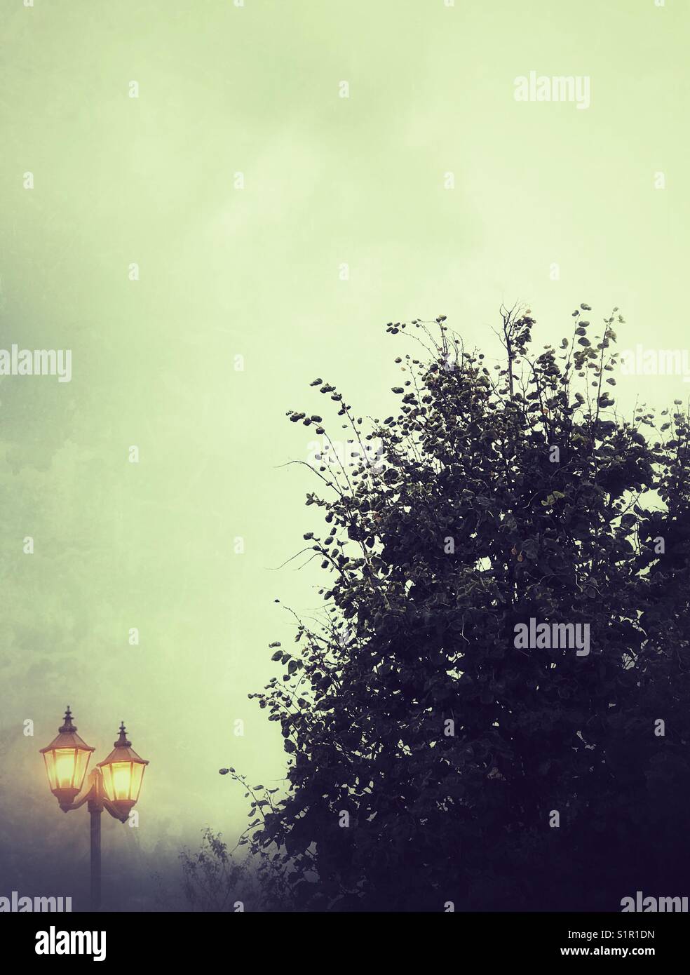 Lamp post and tree hi-res stock photography and images - Alamy