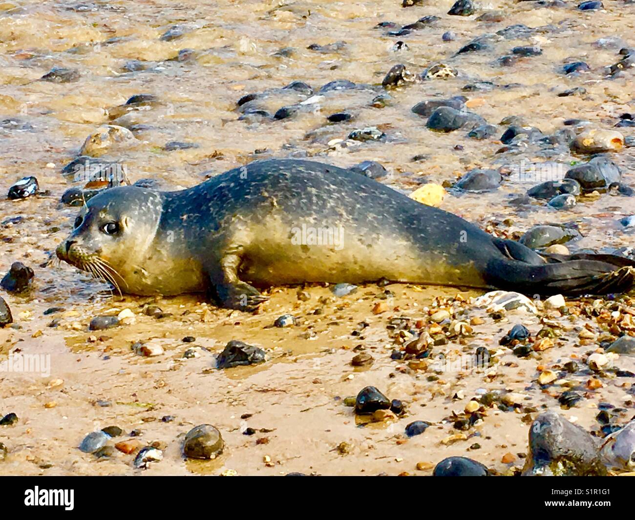 Common seals at beach hi-res stock photography and images - Alamy