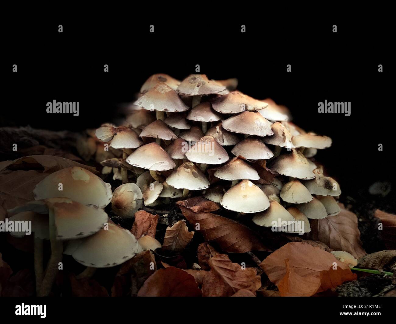 Forest fungi hi-res stock photography and images - Alamy