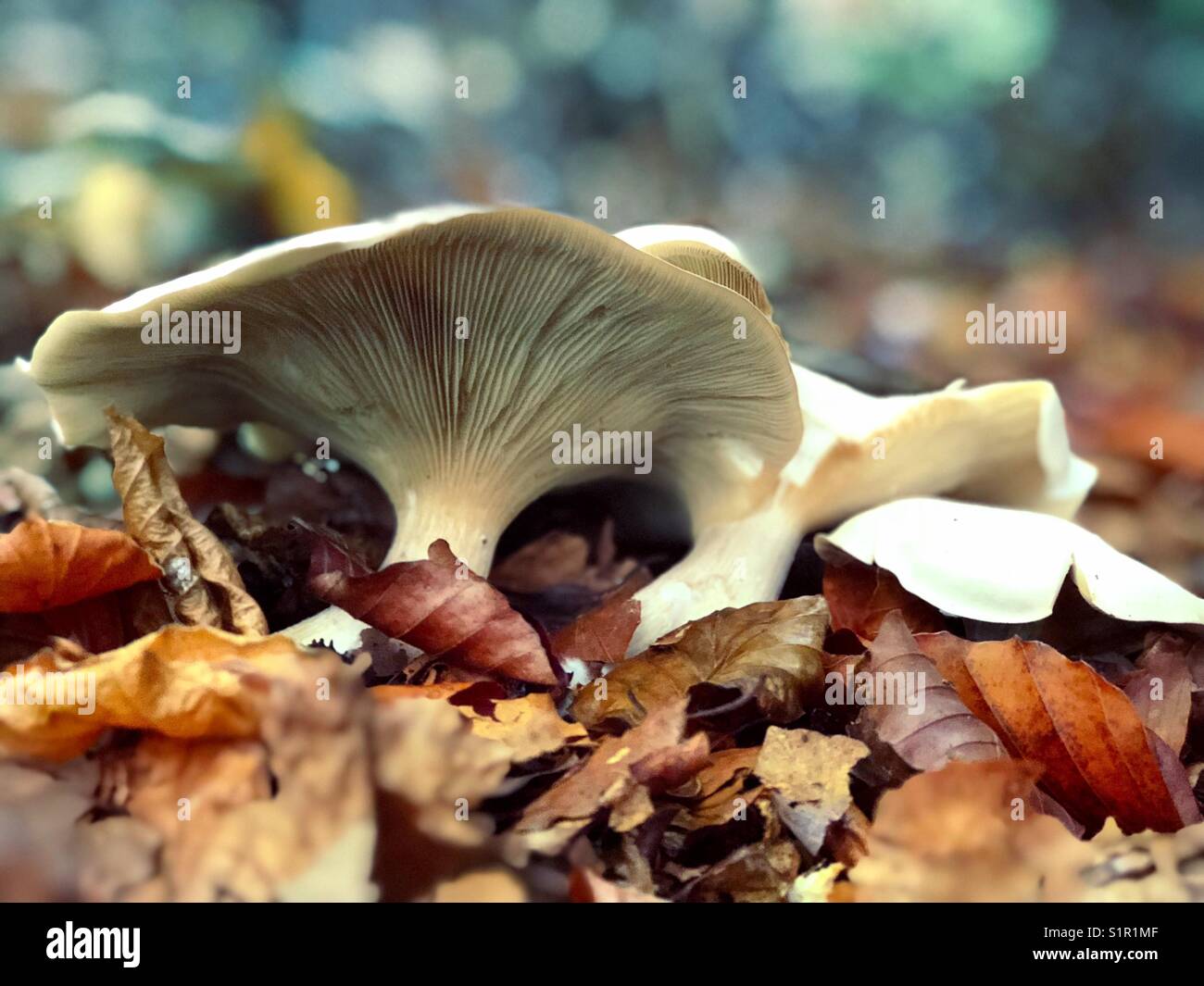 Forest fungi hi-res stock photography and images - Alamy