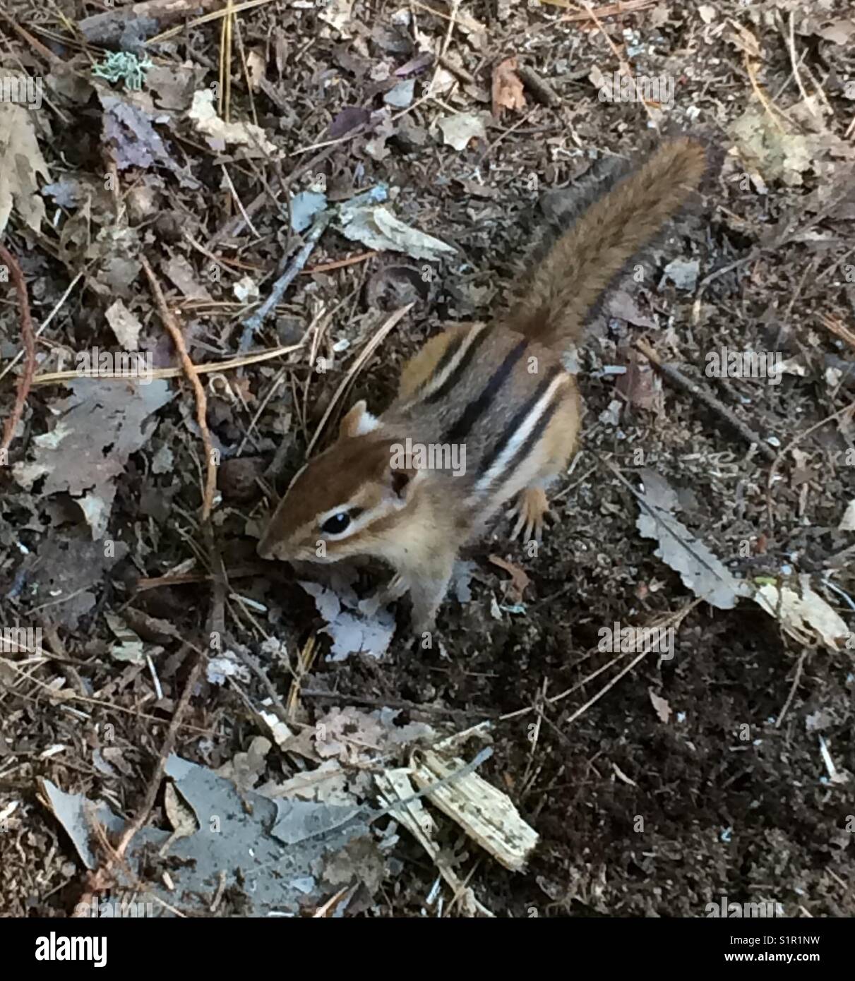 Maine foraging hi-res stock photography and images - Alamy