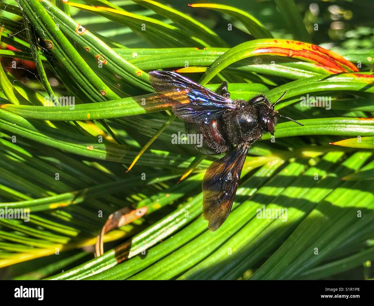 Insects color hi-res stock photography and images - Alamy