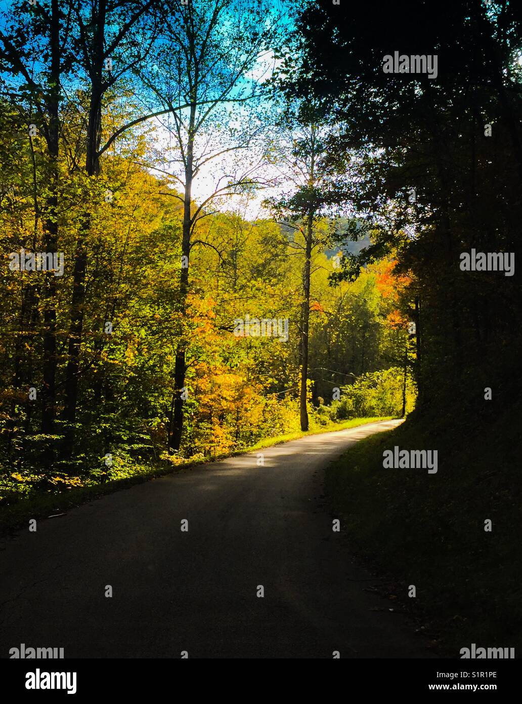 Backwoods of trees hi-res stock photography and images - Alamy