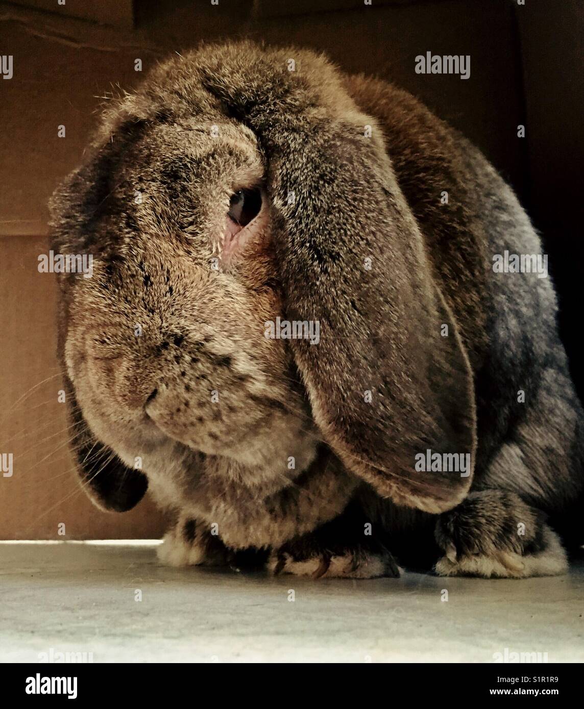 Lop ear bunny hi-res stock photography and images - Alamy