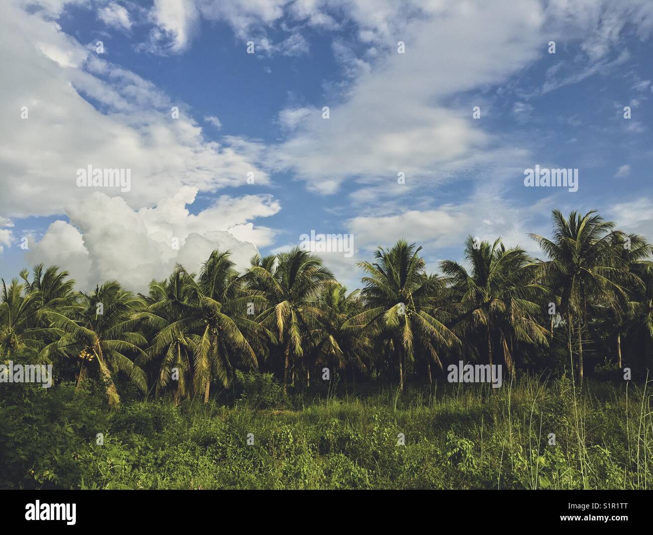 Coconut farm thailand hi-res stock photography and images - Alamy