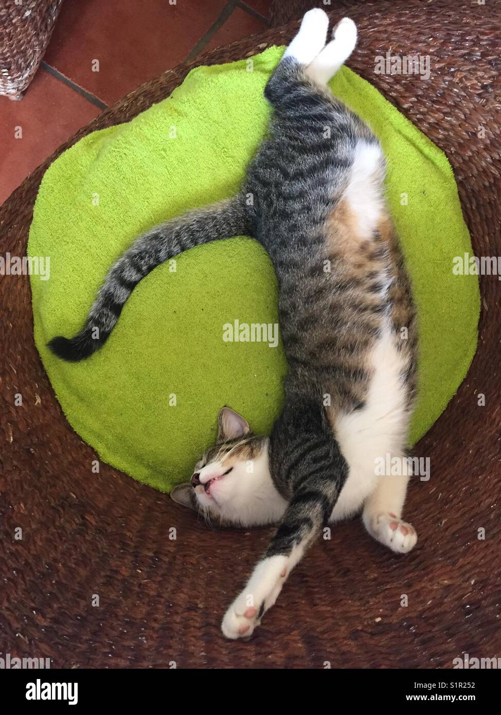 Cat Chilling High Resolution Stock Photography and Images - Alamy