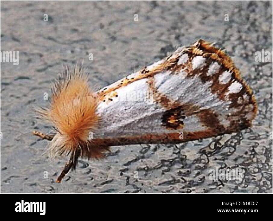 Donald trump moth hi-res stock photography and images - Alamy