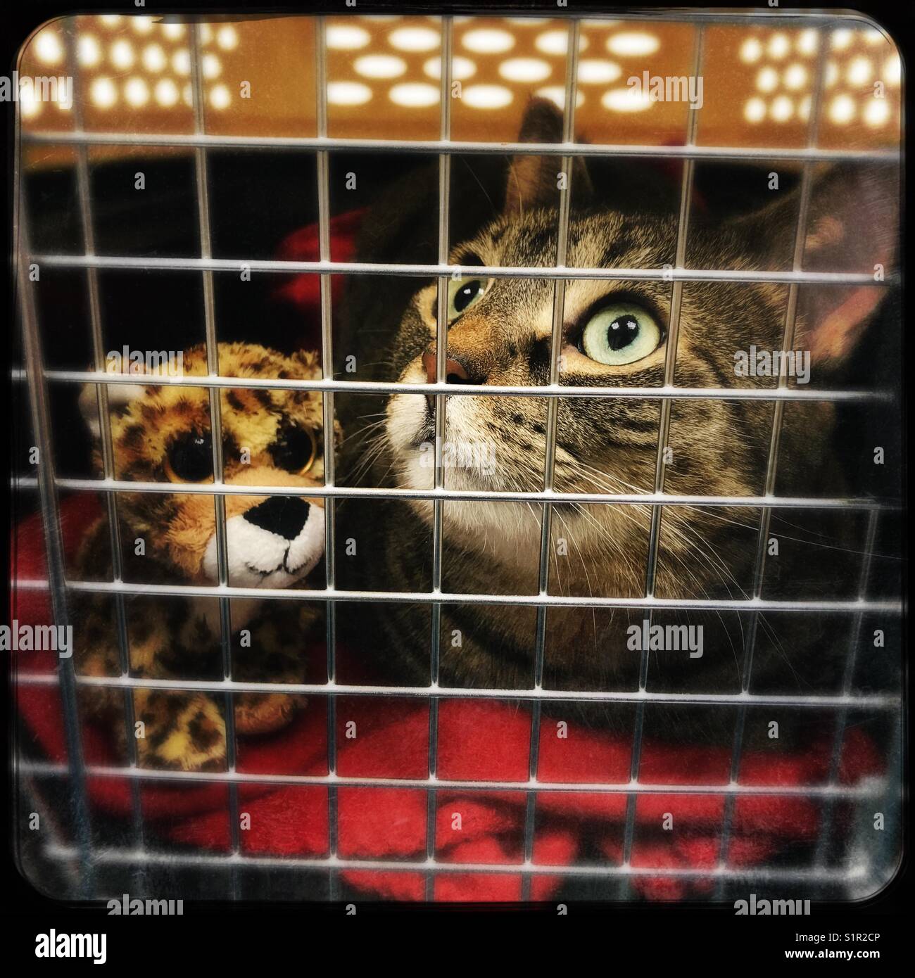 Waiting cat hi-res stock photography and images - Alamy