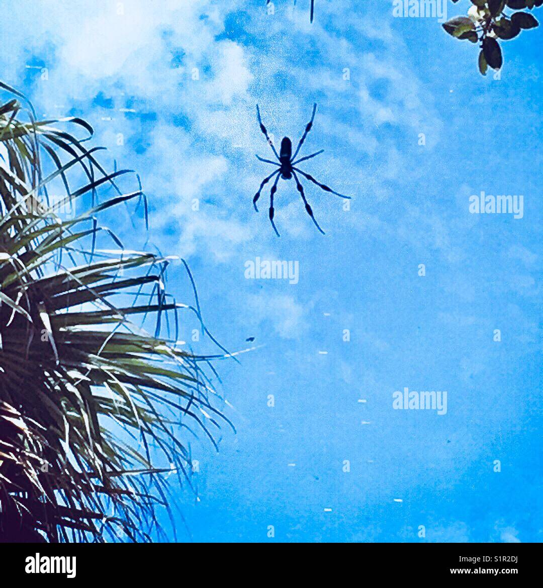 Spider in the sky Stock Photo - Alamy