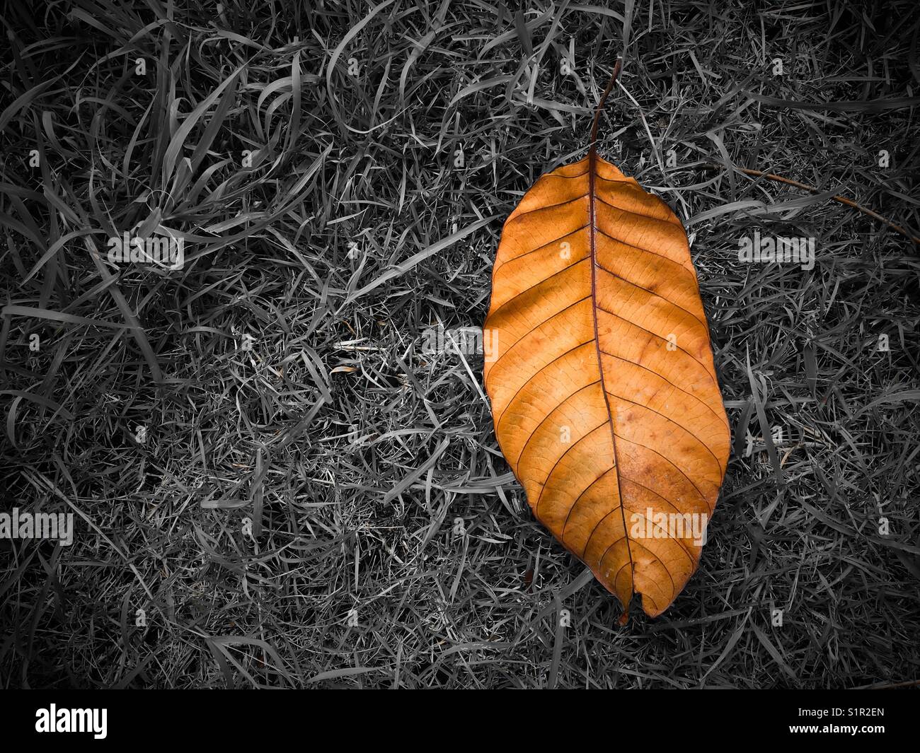 Yellow leaf on gray grass Stock Photo - Alamy