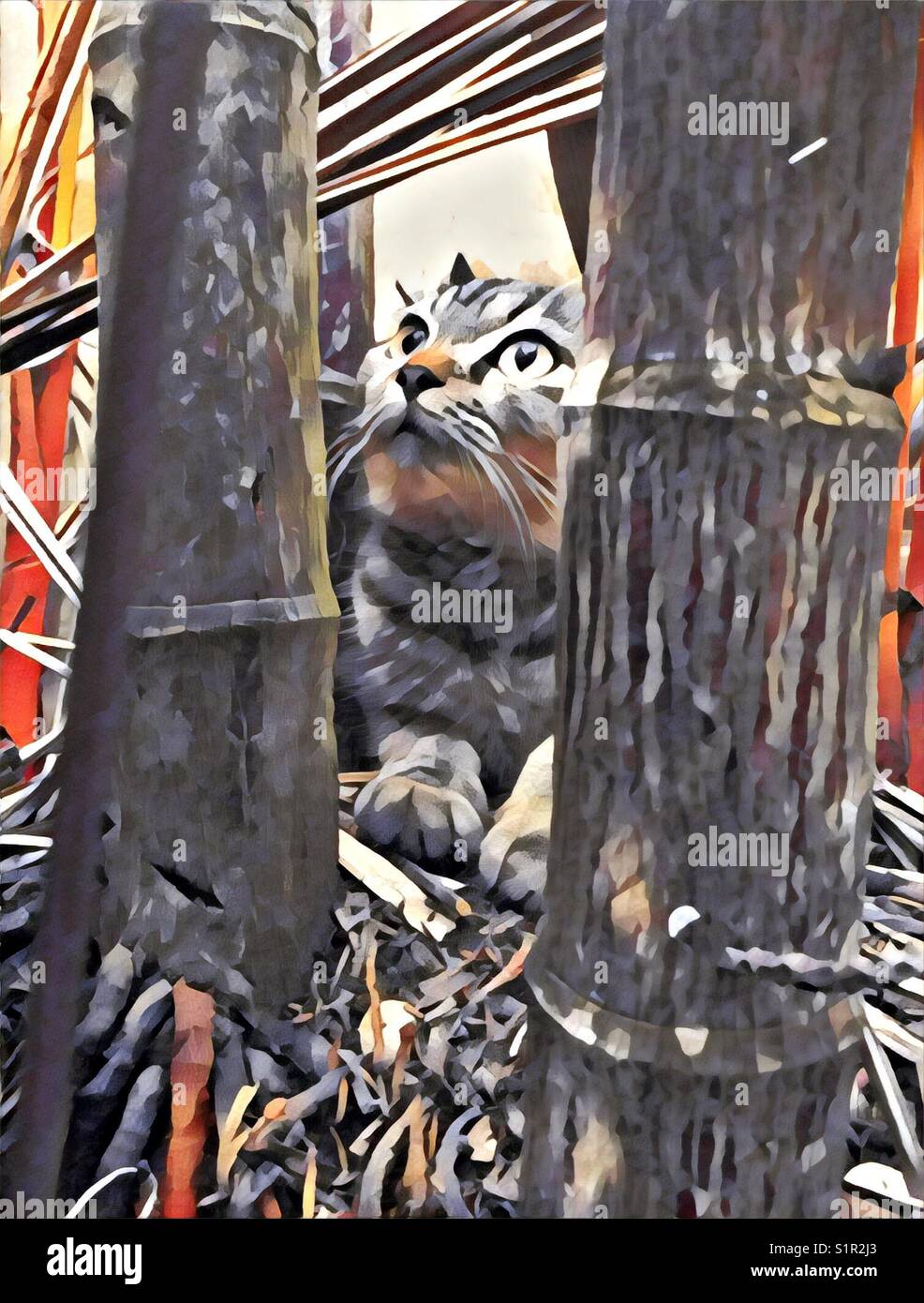 Kitten in bush Stock Photo - Alamy