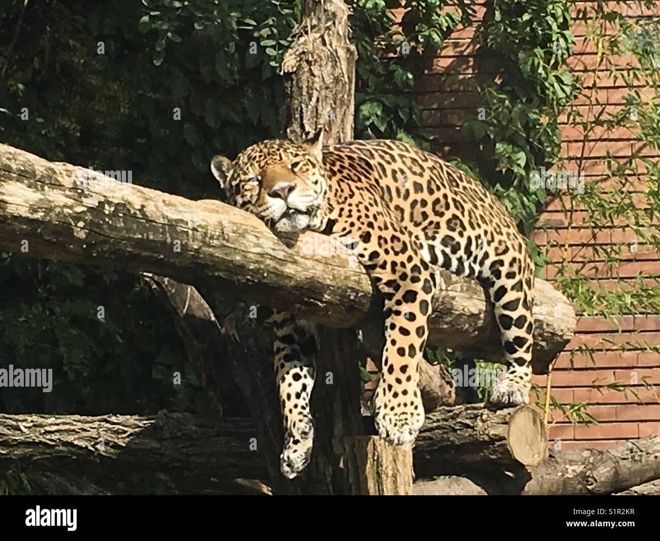 Sleepy leopard hi-res stock photography and images - Alamy