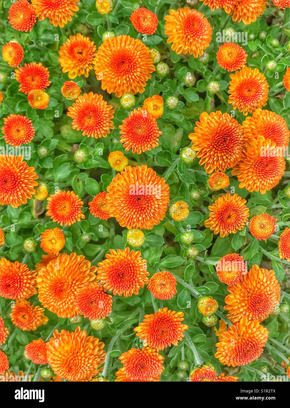 Bright orange mums hi-res stock photography and images - Alamy