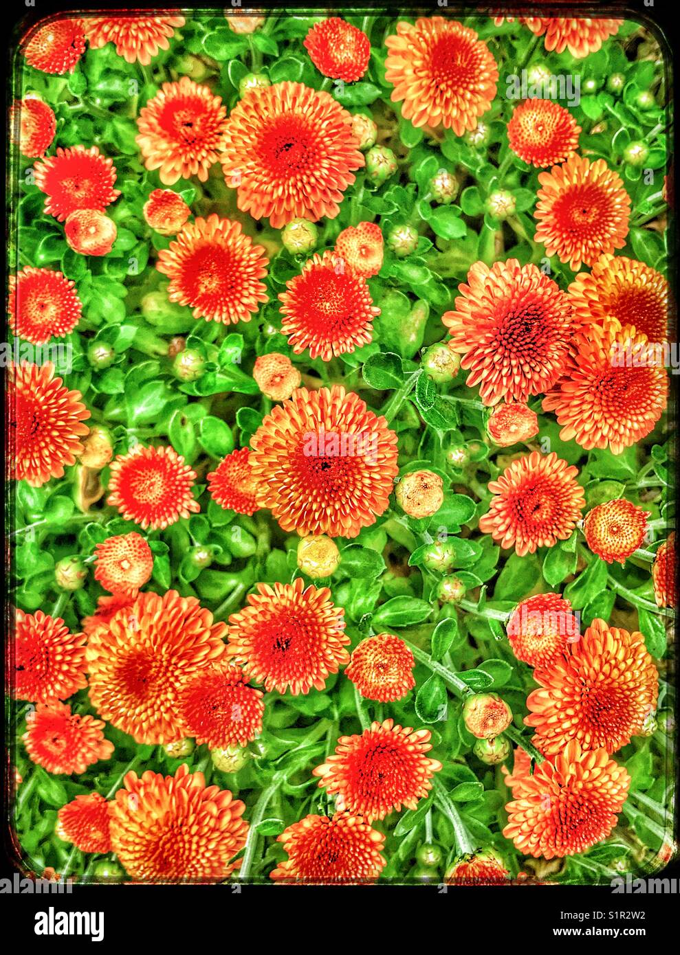 Bright orange mums blooming Stock Photo - Alamy