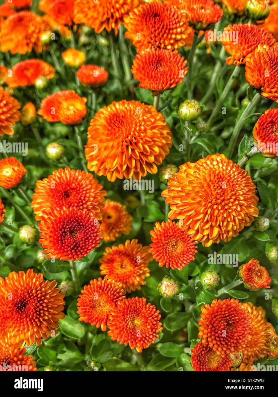 Orange mums hi-res stock photography and images - Alamy