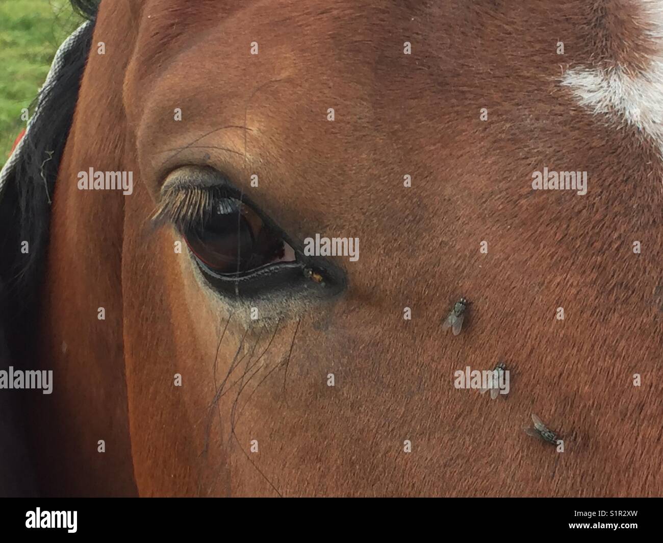 Three insects hi-res stock photography and images - Alamy