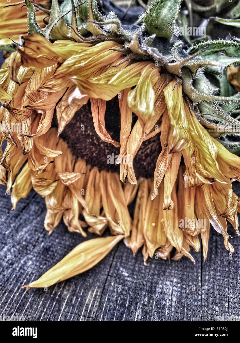 Wilting sunflower hi-res stock photography and images - Alamy