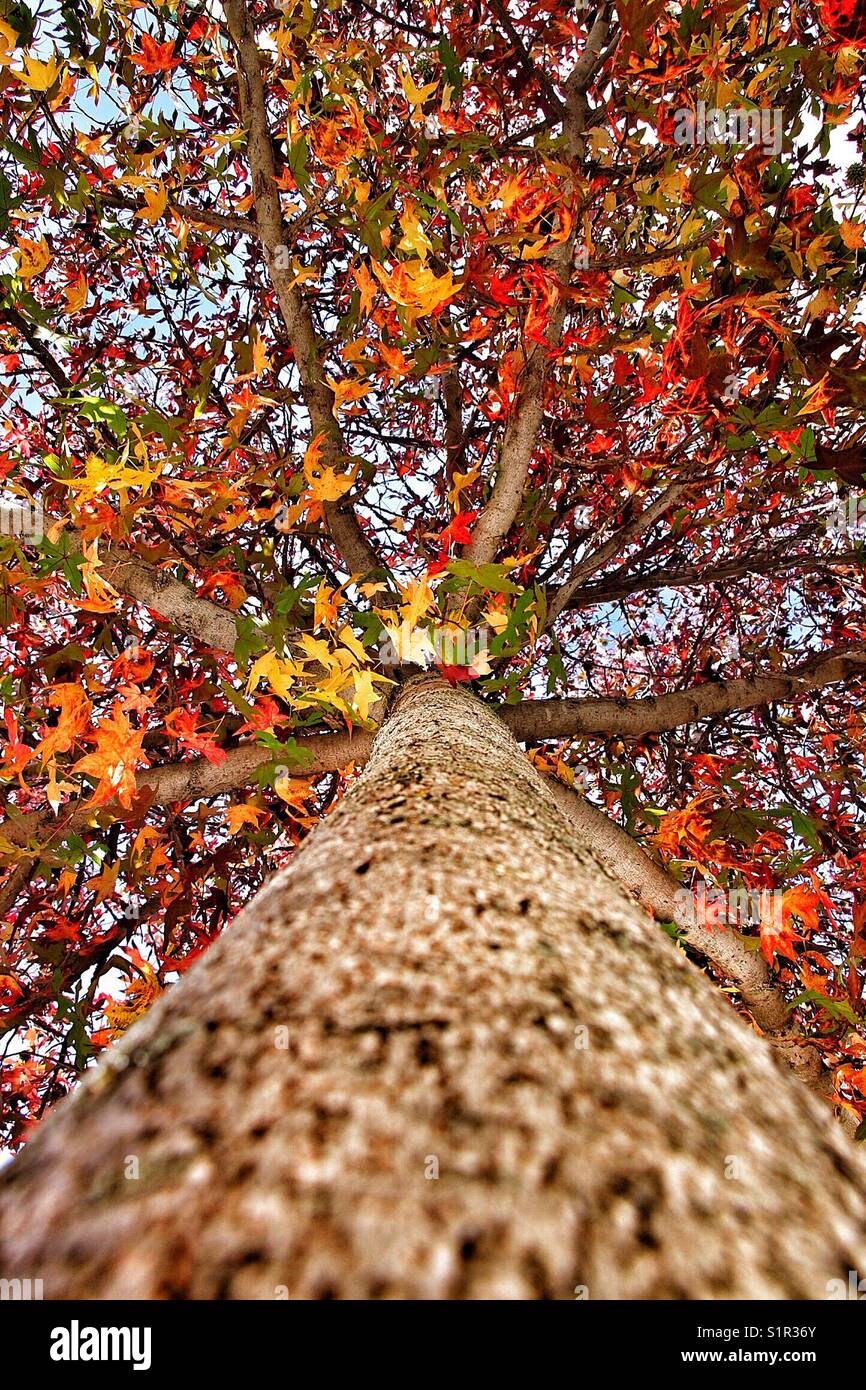 Tree view from below hi-res stock photography and images - Alamy