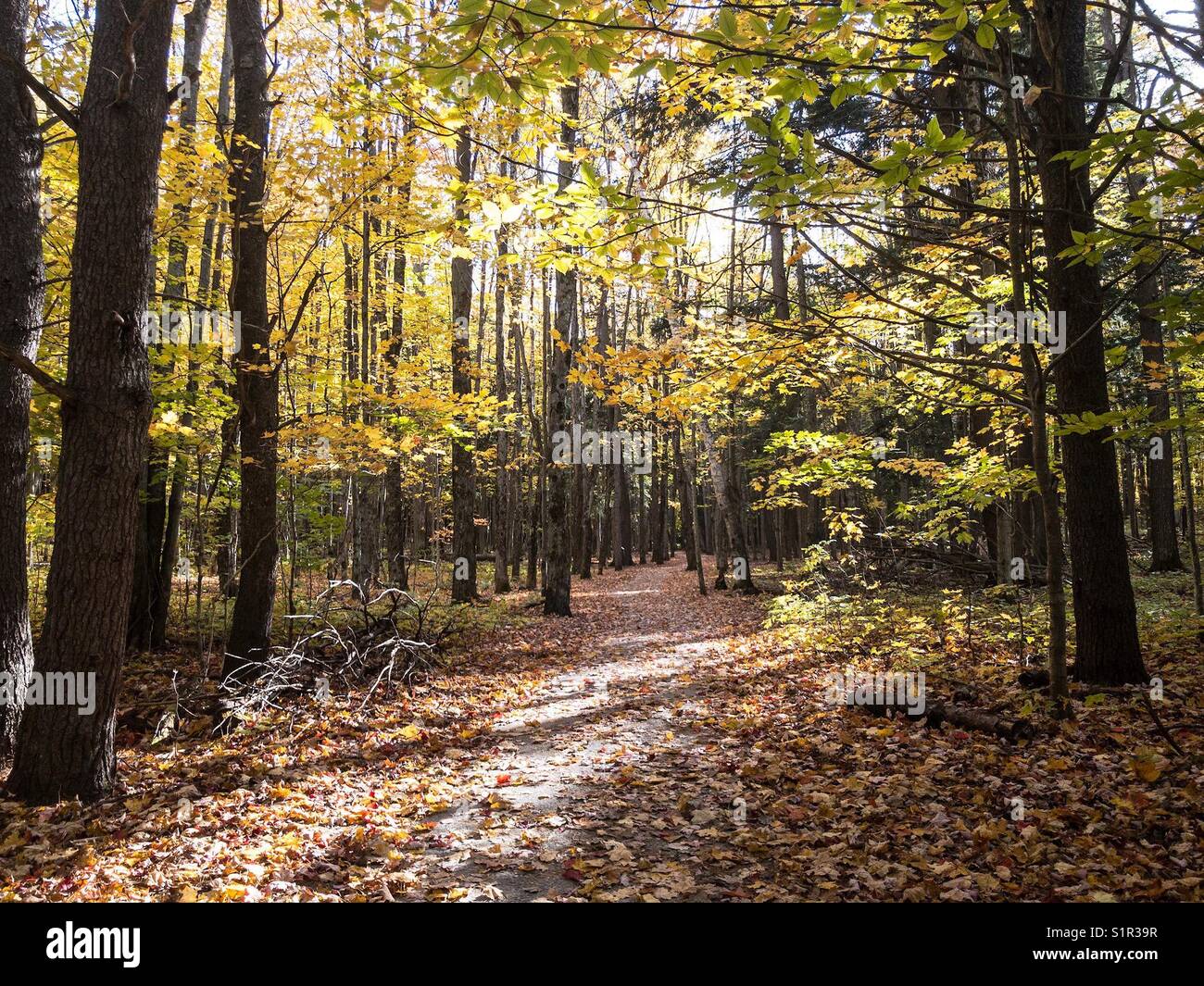 Hartwick Pines State Park High Resolution Stock Photography and Images ...