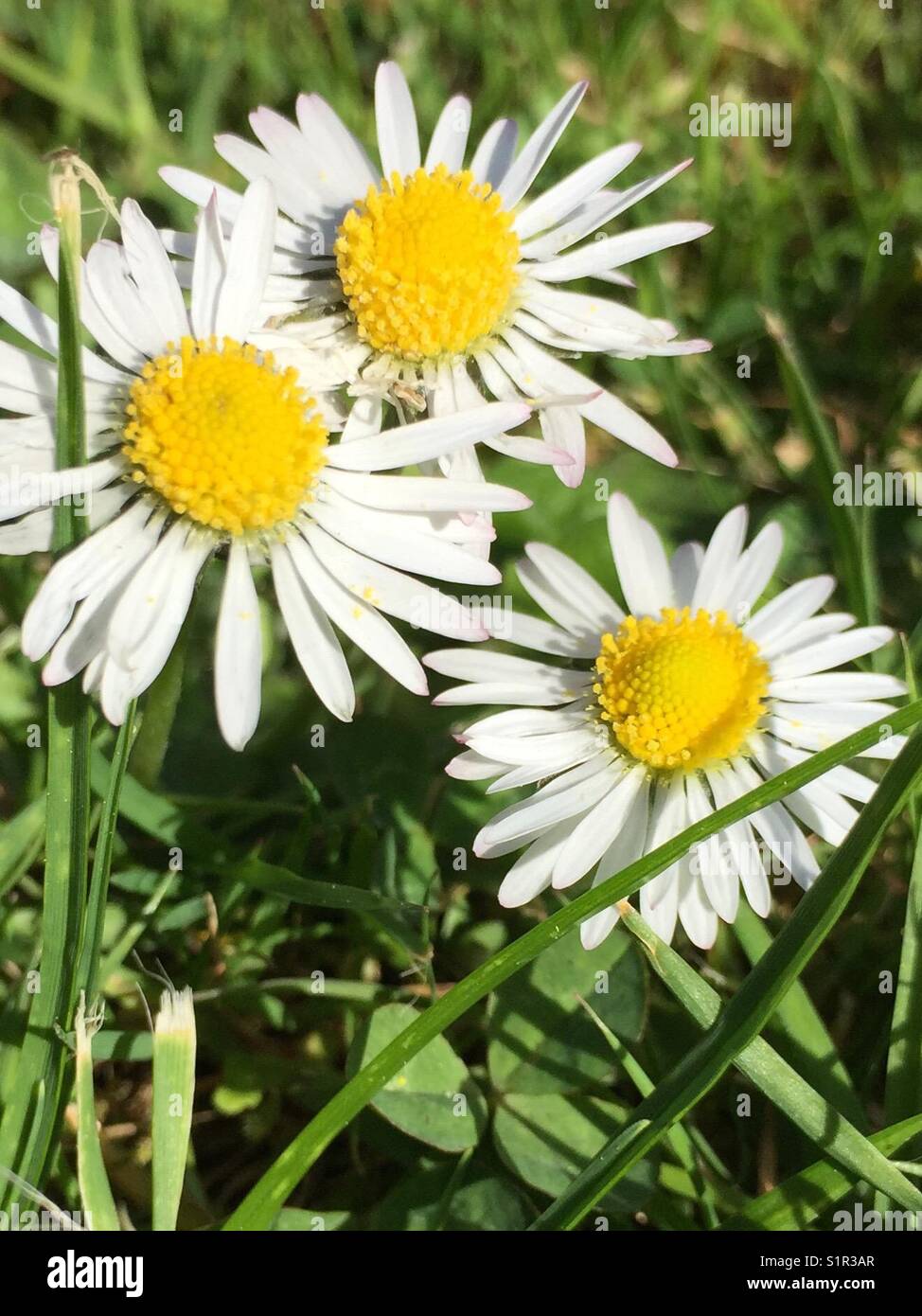 Daisies garden hi-res stock photography and images - Alamy