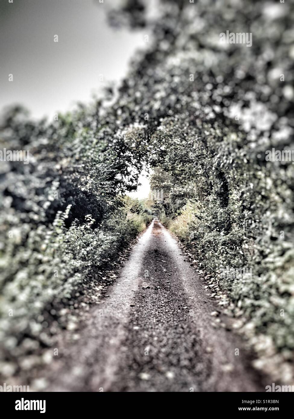 Country Lane England Stock Photo - Alamy