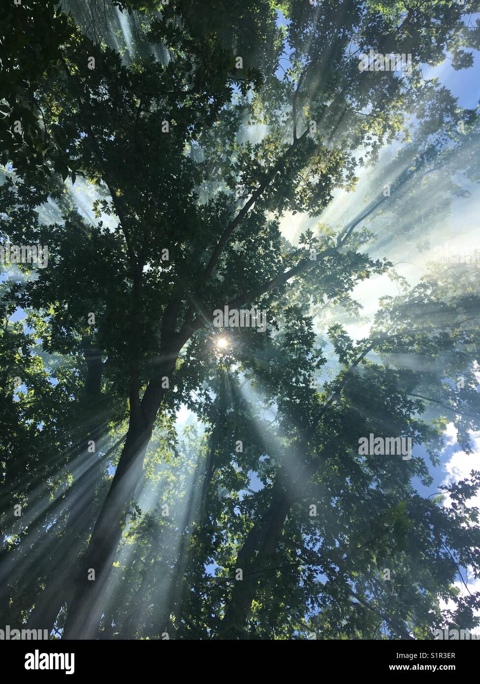 Smoke trees hi-res stock photography and images - Alamy
