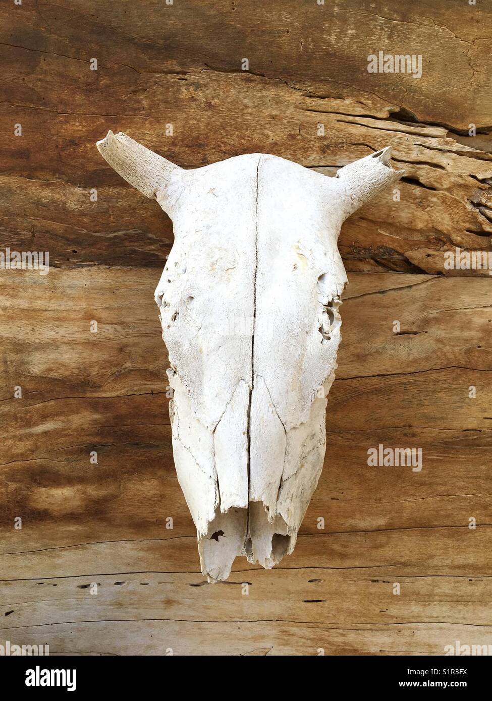 Cow skulls hi-res stock photography and images - Alamy