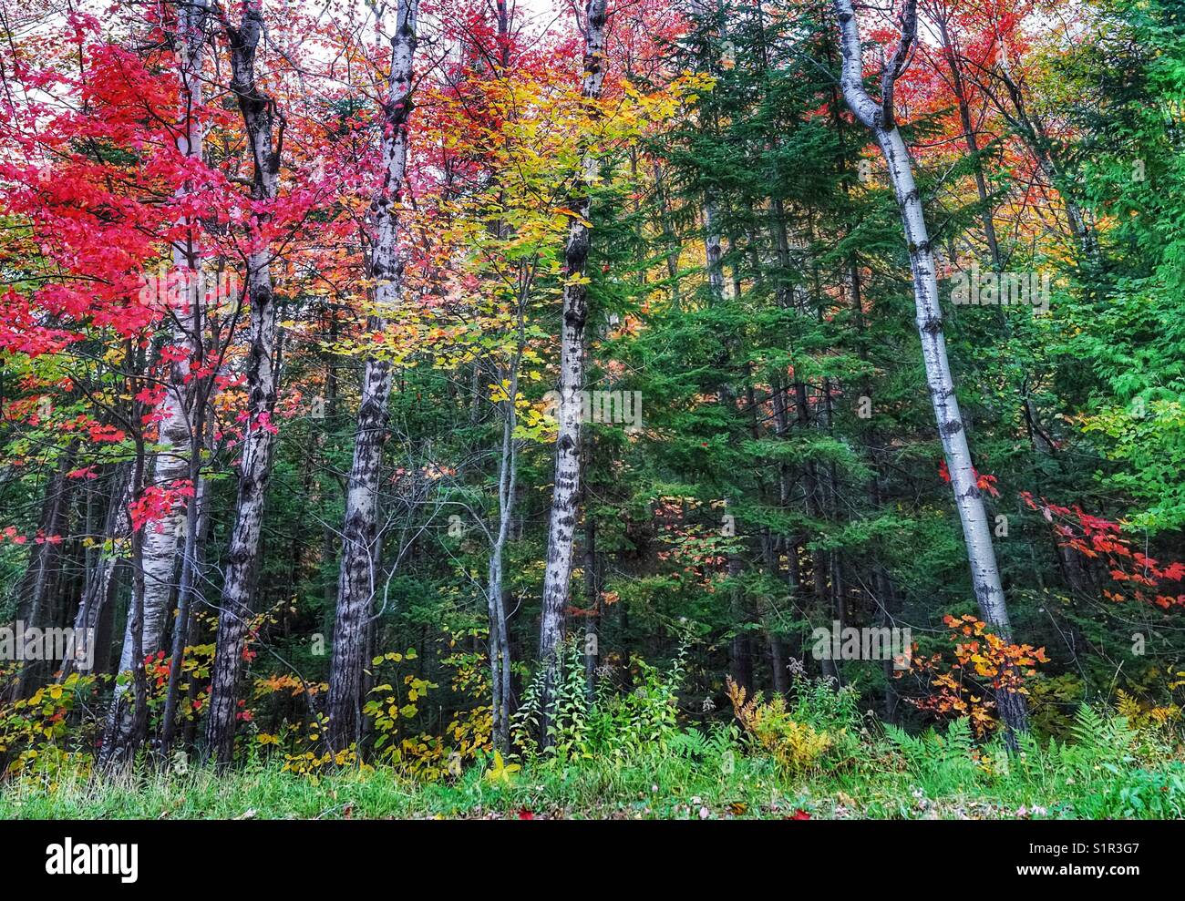 Maple tree fall colours hi-res stock photography and images - Alamy