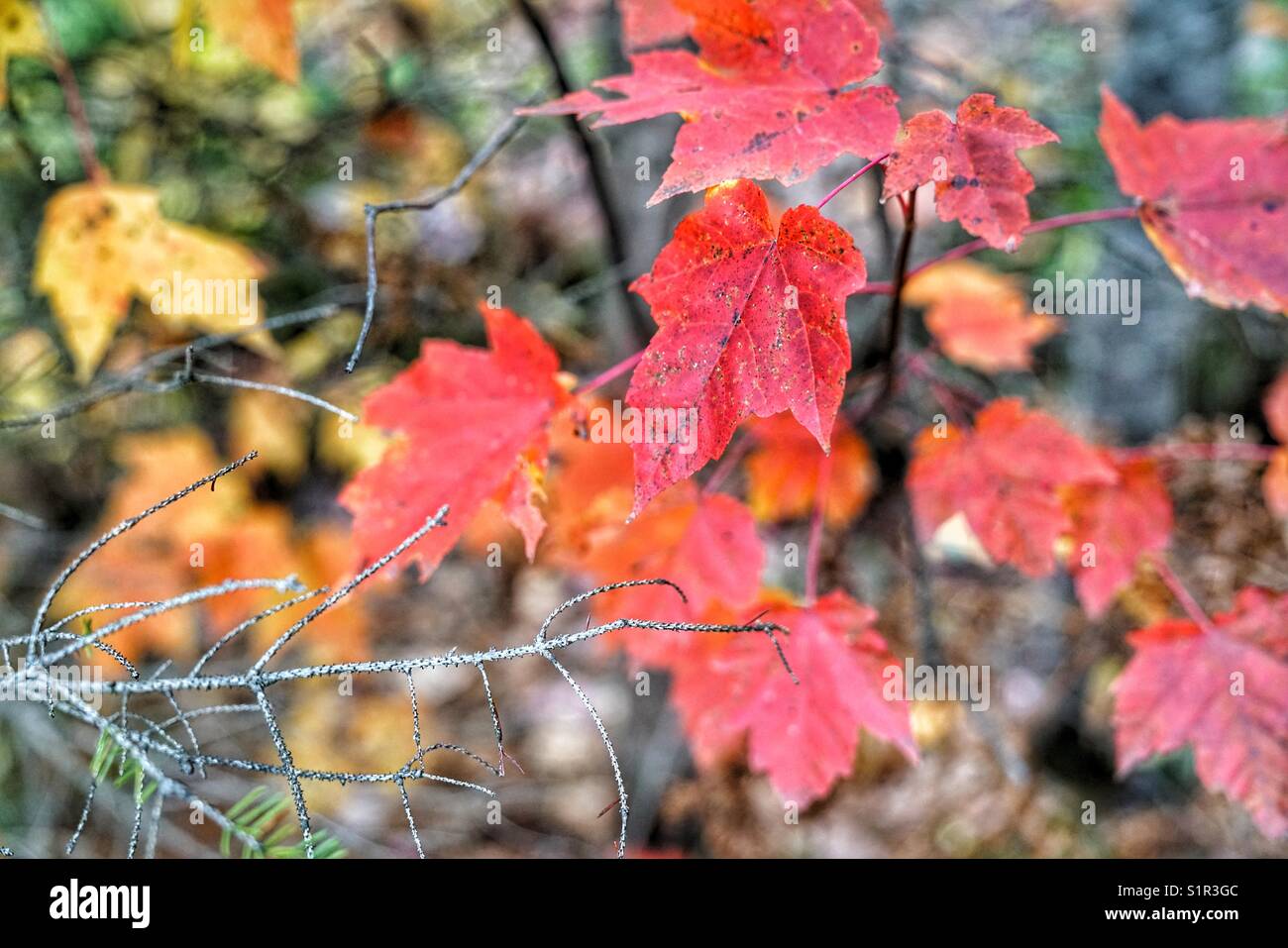 Maple leafs in full fall colours Stock Photo - Alamy