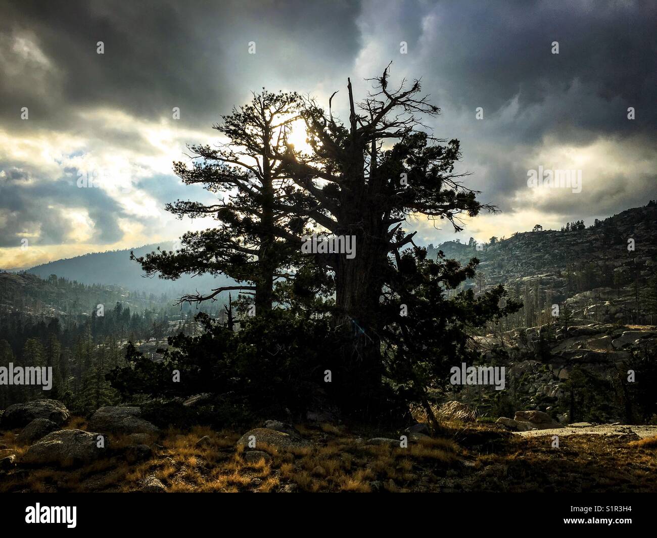 Sun behind the tree hi-res stock photography and images - Alamy