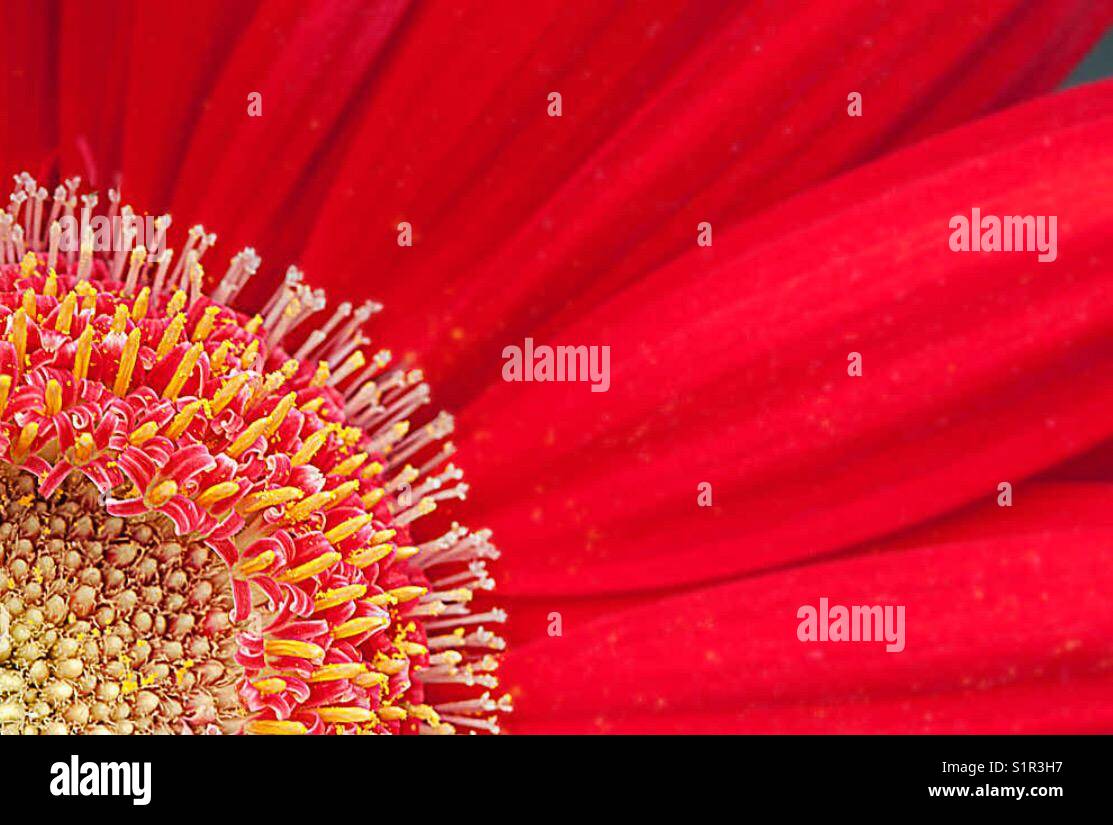 Fiery red flower hi-res stock photography and images - Alamy