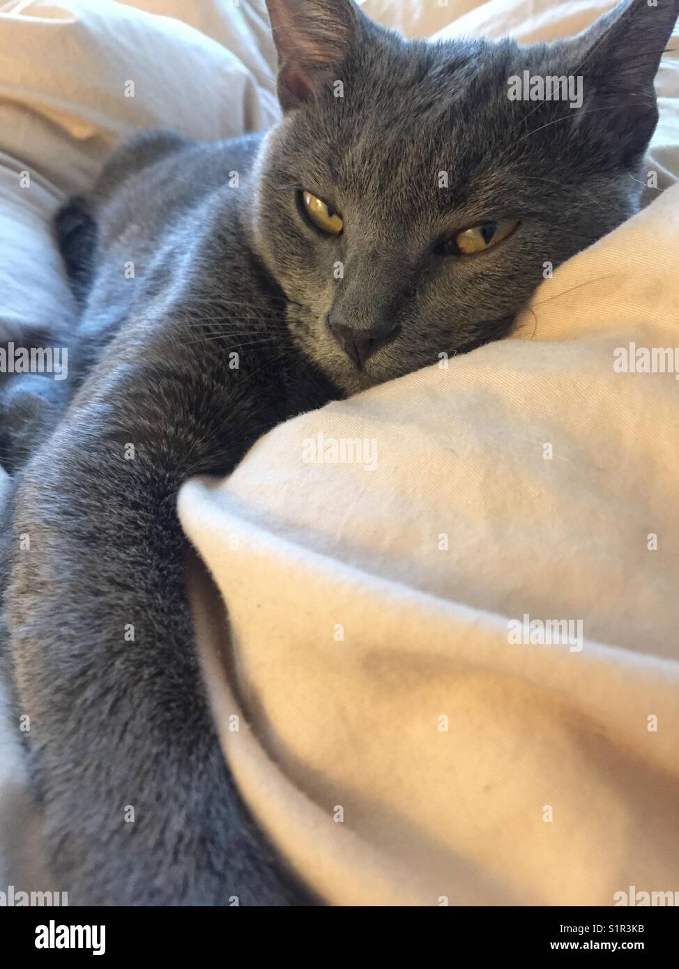 Lounging cat hi-res stock photography and images - Alamy