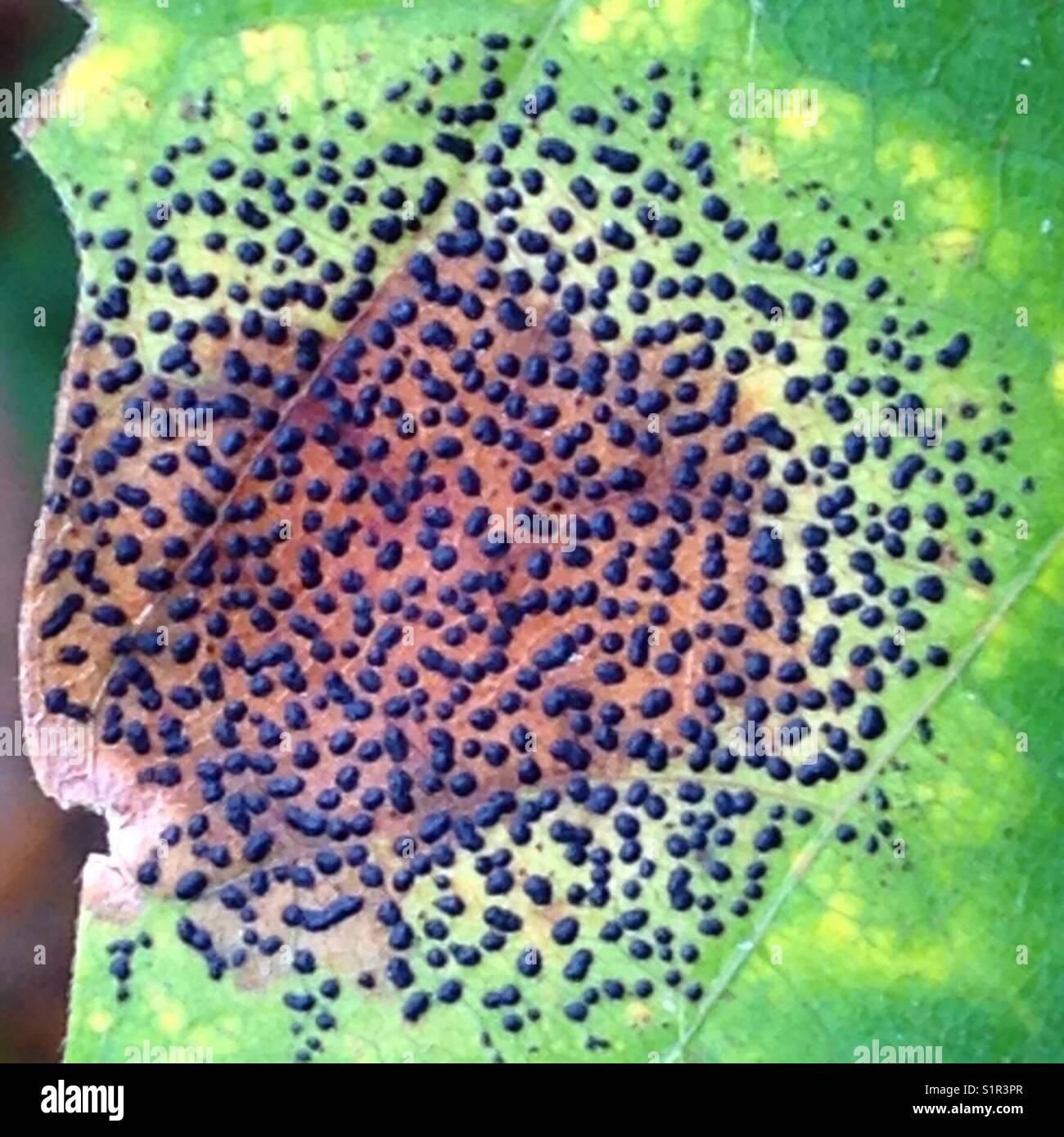 Leaf turn hi-res stock photography and images - Alamy