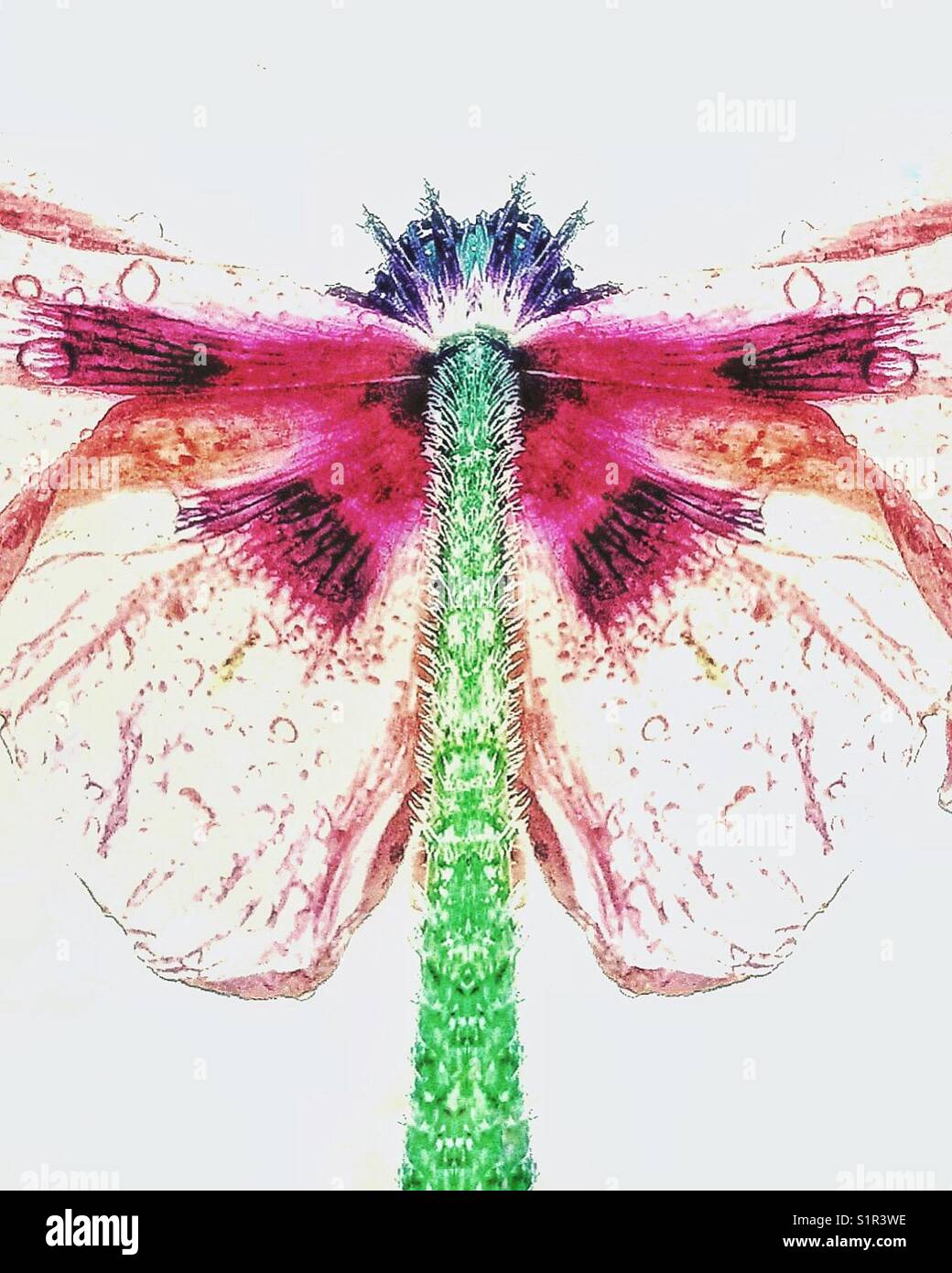 A poppy flower double exposed Stock Photo - Alamy