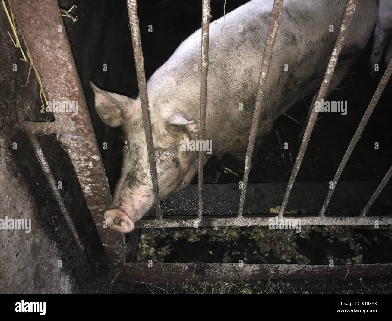 Pig Farming High Resolution Stock Photography and Images - Alamy
