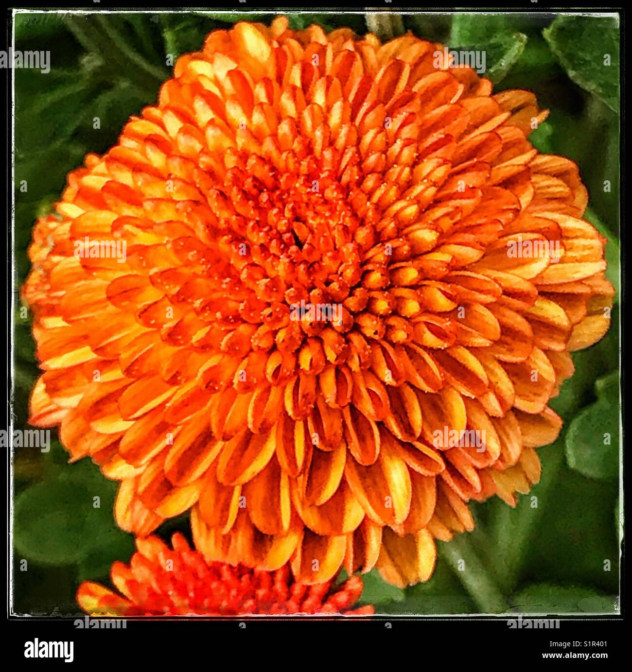 Orange mum close up Stock Photo - Alamy