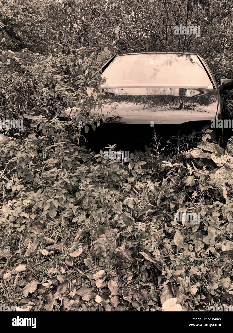 Car nature hi-res stock photography and images - Alamy