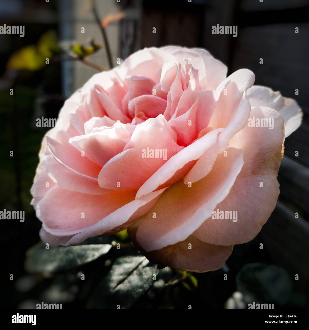 Rosegardens hi-res stock photography and images - Alamy
