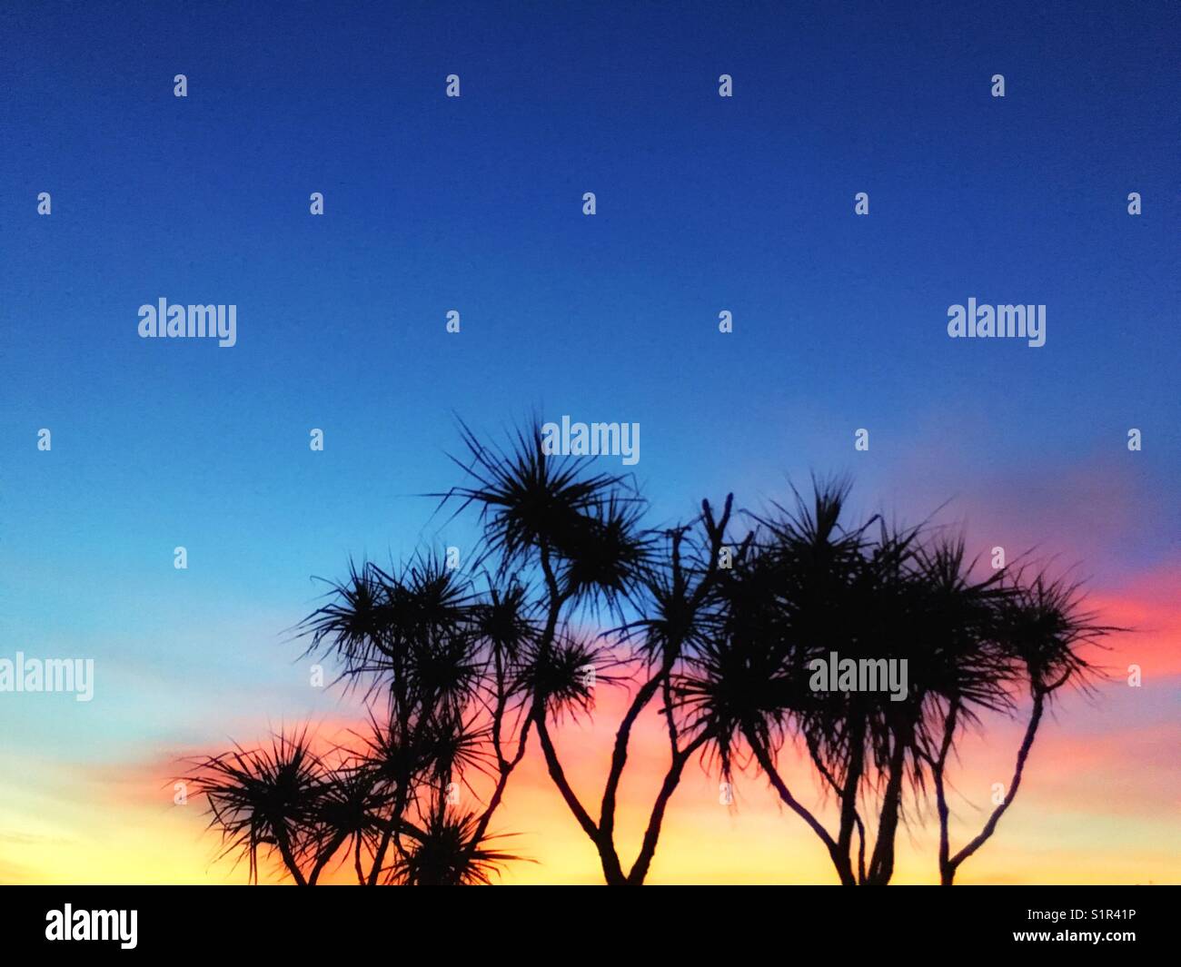 Pandanus trees at sunset Stock Photo - Alamy