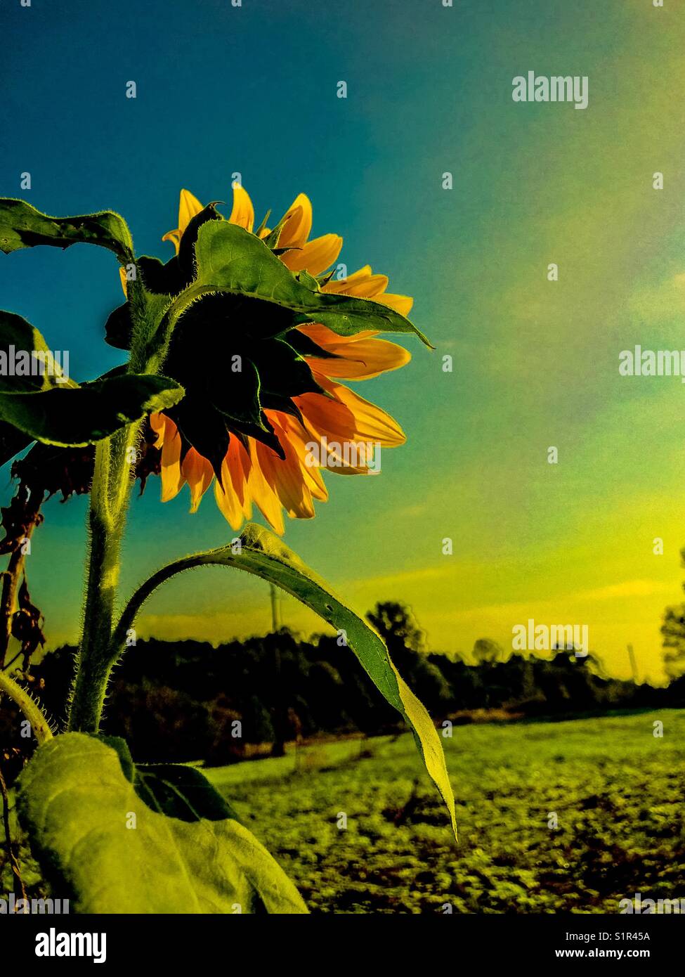 The october sun hi-res stock photography and images - Alamy