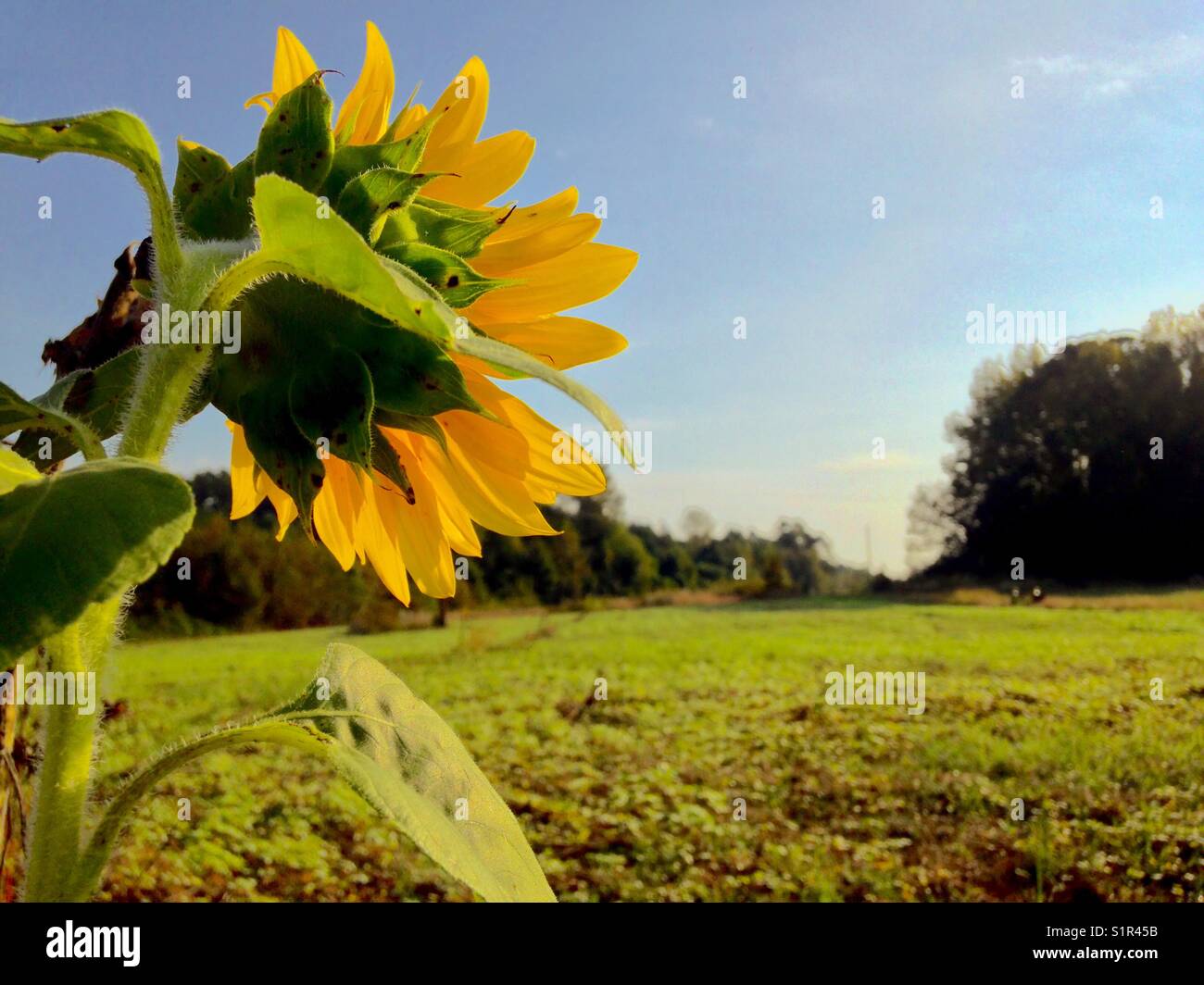 Fall sunflower hi-res stock photography and images - Alamy