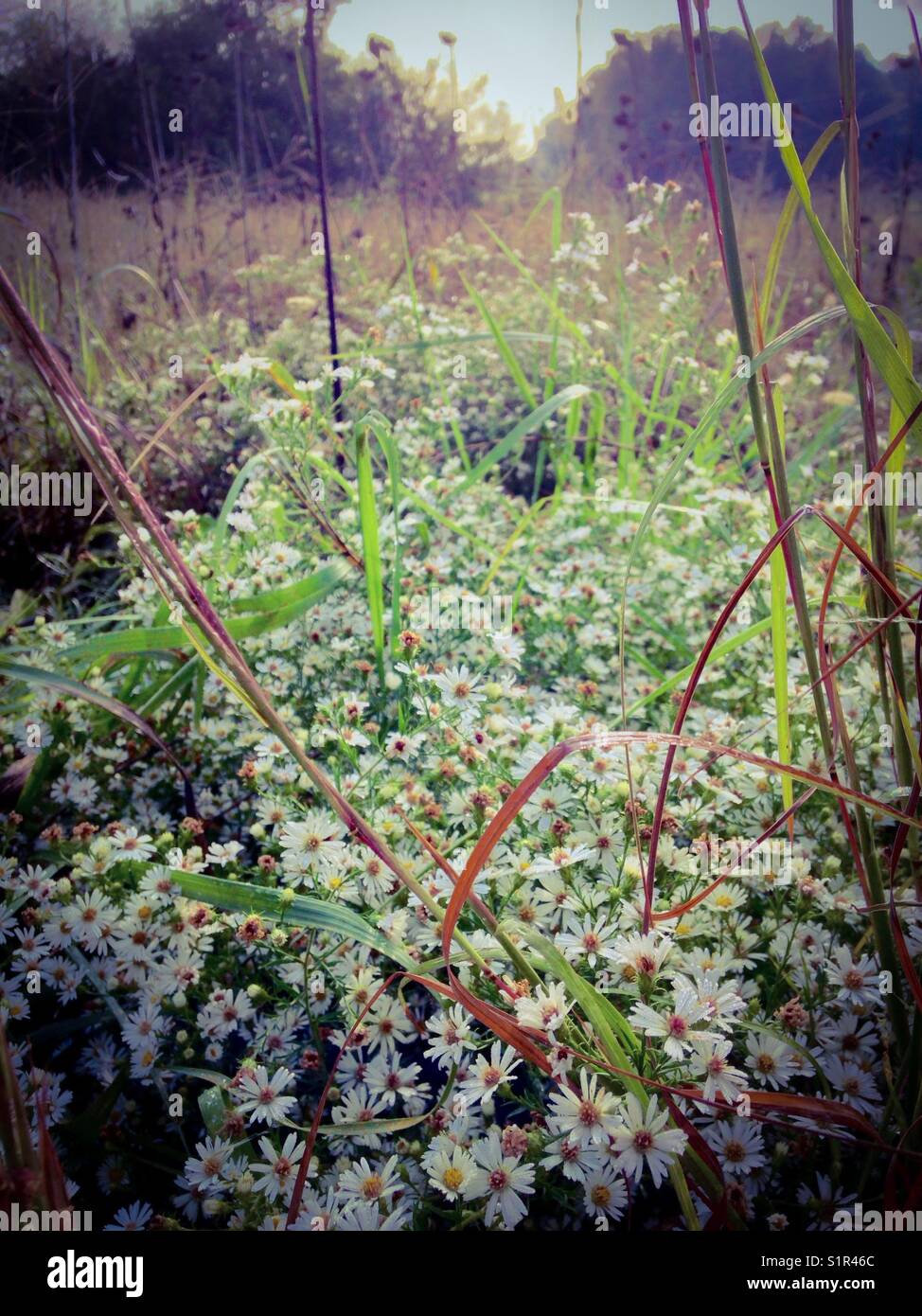 Aster weed hi-res stock photography and images - Alamy